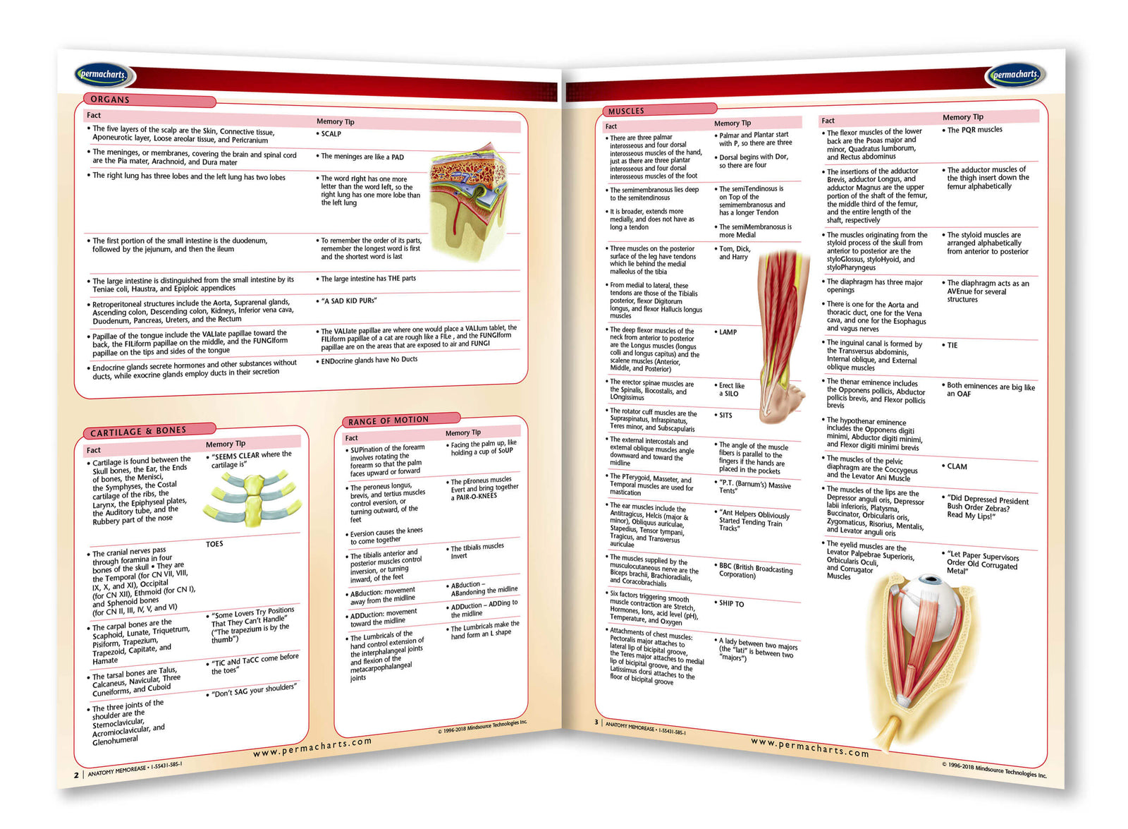 Anatomy Memory Aids - Nursing Reference Quick Reference Guide ...