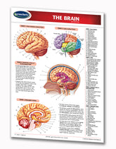 Medical Reference Charts and Anatomy Charts - Quick Reference Guides ...