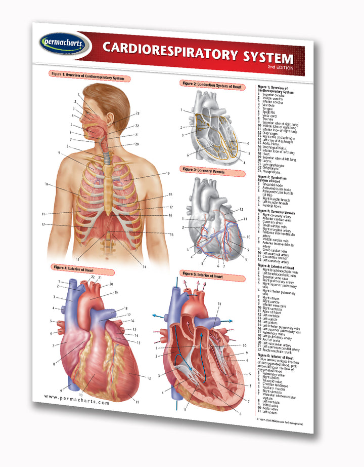Medical Reference Charts and Anatomy Charts - Quick Reference Guides ...