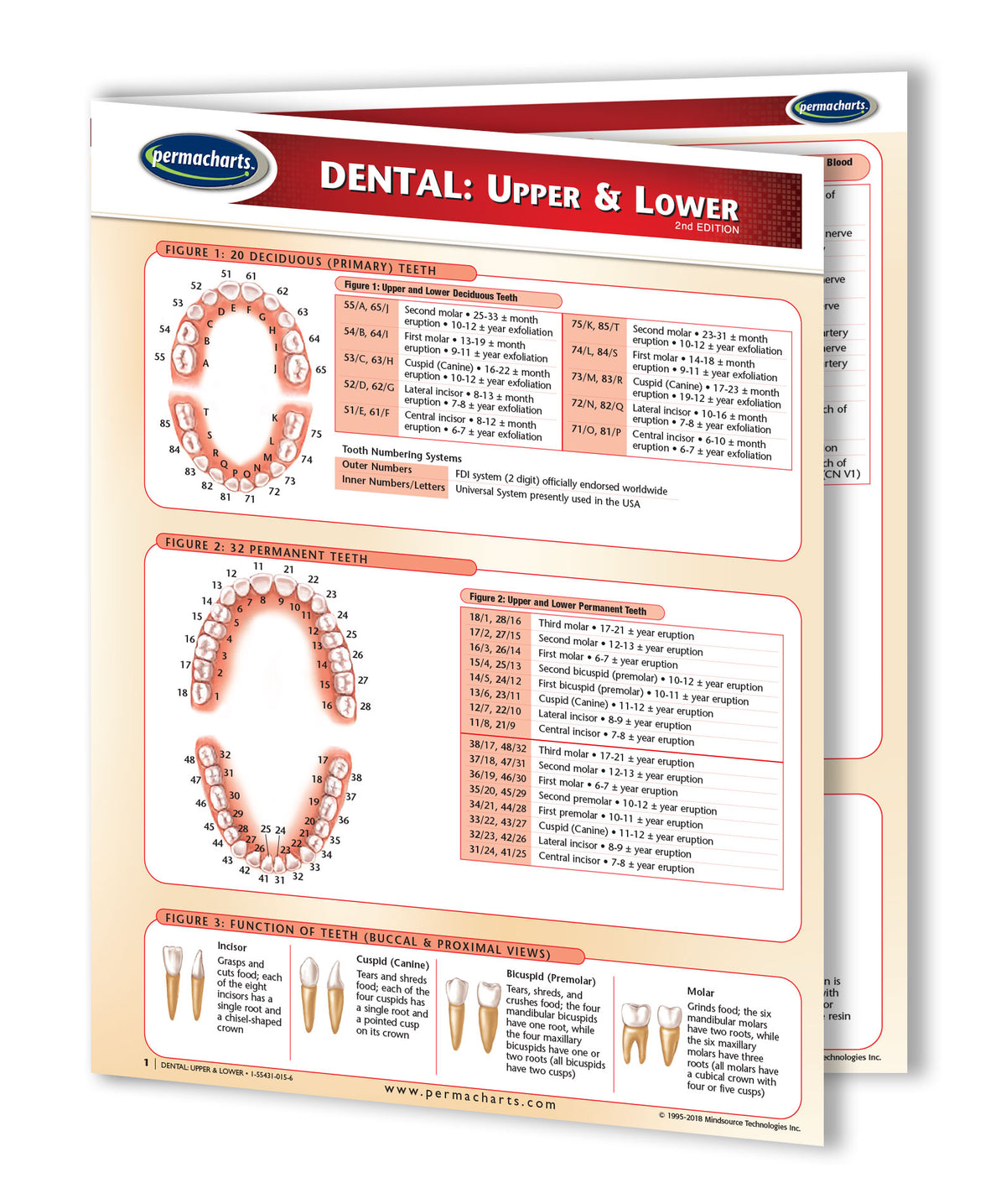 Dental Chart: Upper and Lower Jaw - 4-page Laminated Reference Guide ...