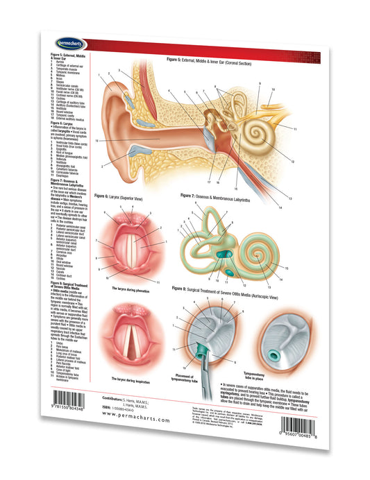 Ear Nose and Throat Guidelines - Quick Reference Resource – Permacharts.com