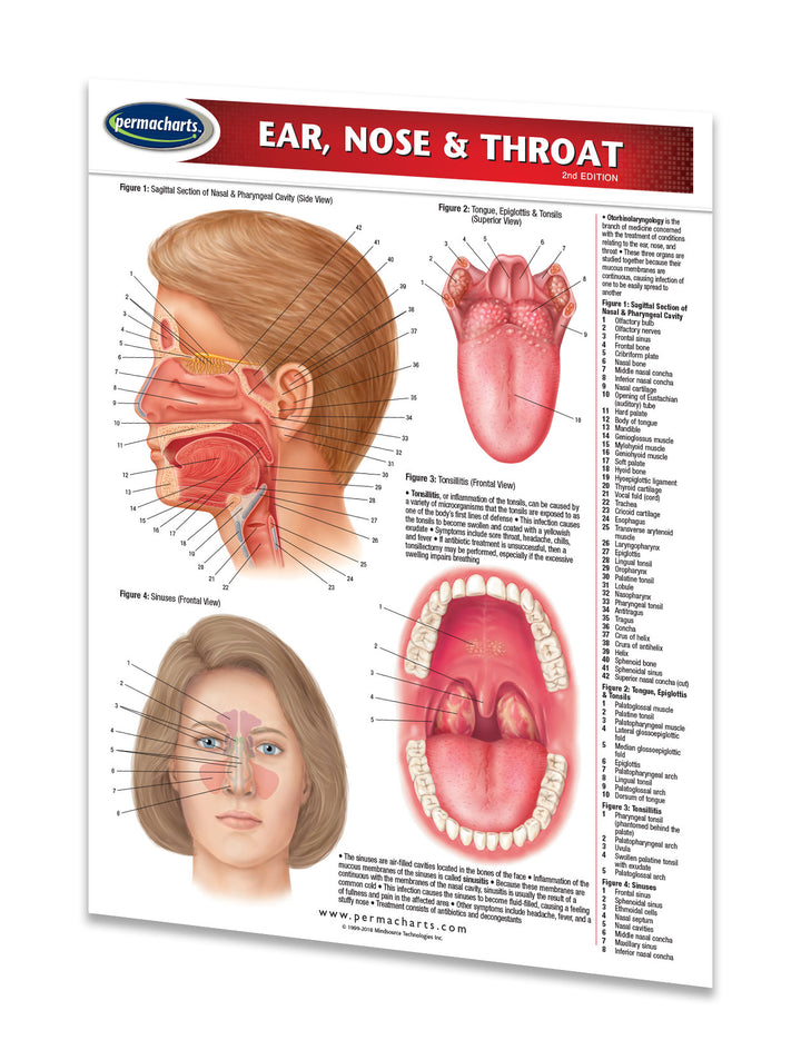 Ear Nose and Throat Guidelines - Quick Reference Resource – Permacharts.com