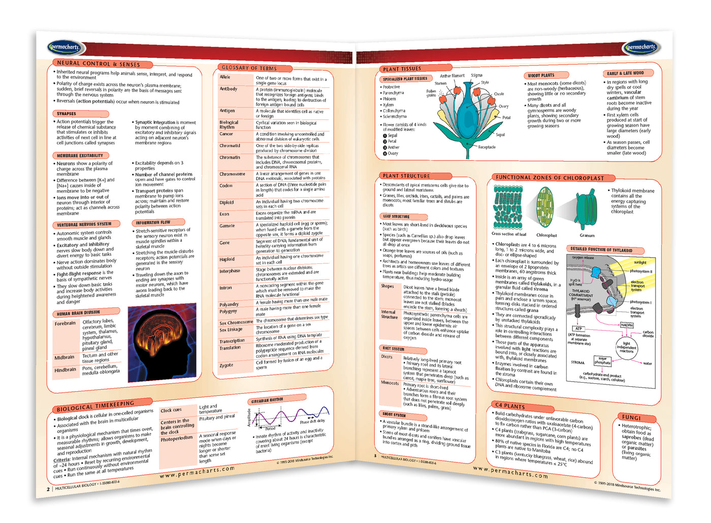 Multicellular Biology Guide - Quick Reference Resource – Permacharts.com