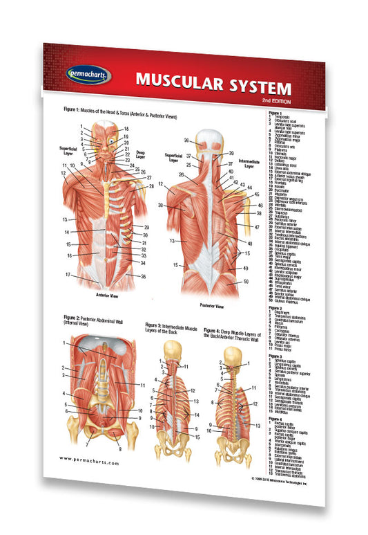 Muscular System Study Guide (Pocket Size) - Quick Reference Resource ...