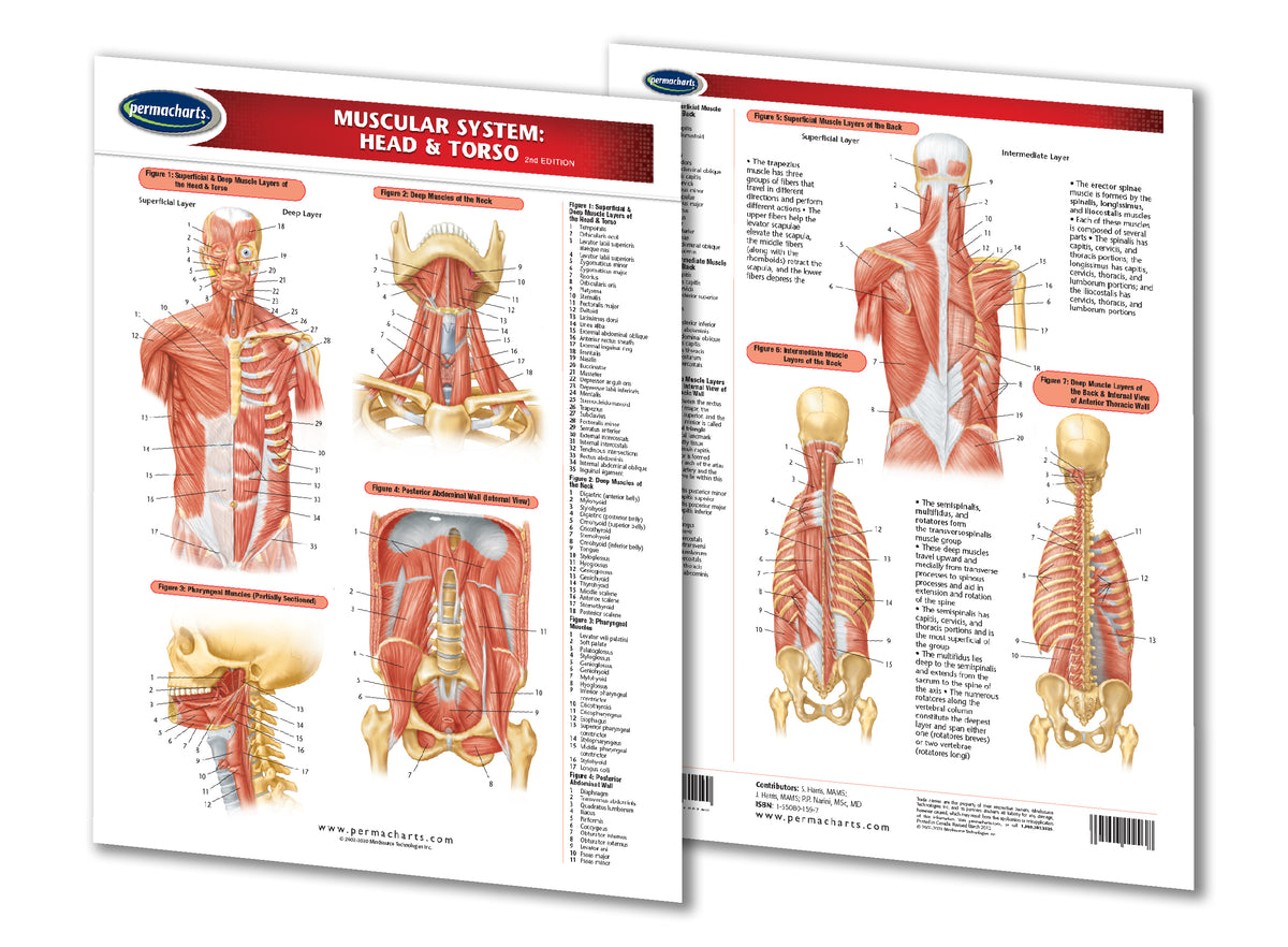 Muscular System Functions Head & Torso - Quick Reference Guide ...
