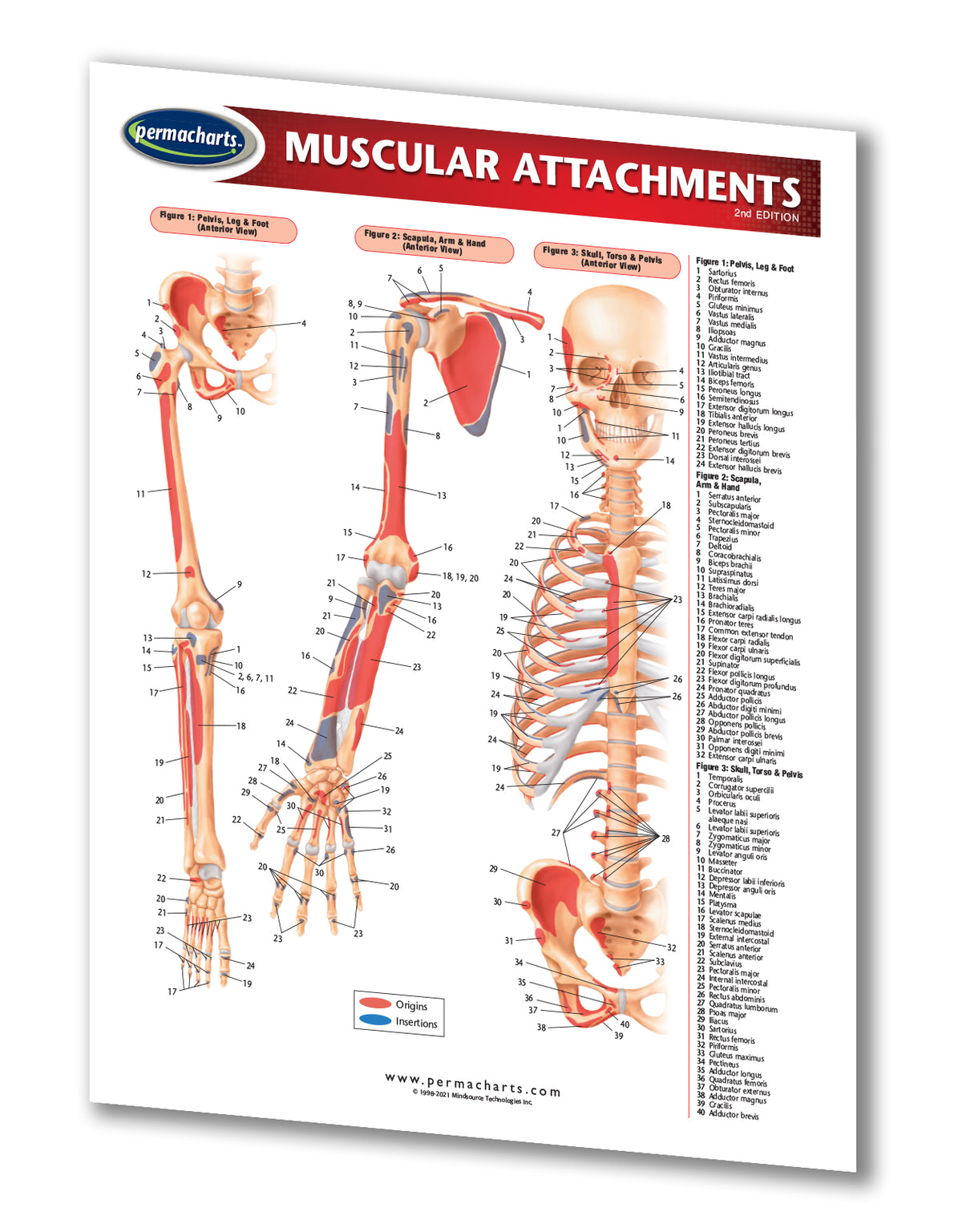 Medical Reference Charts and Anatomy Charts - Quick Reference Guides ...