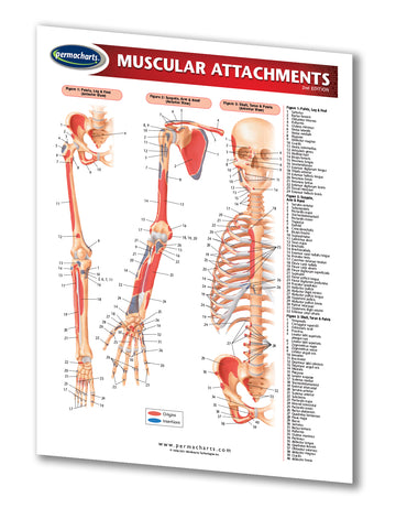 Medical Reference Charts and Anatomy Charts - Quick Reference Guides ...