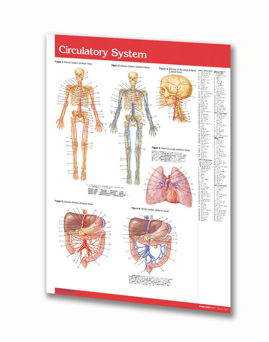 Laminated Anatomy Poster of the Nervous System / Circulatory System ...