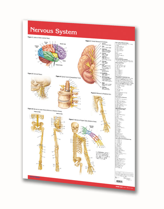 Laminated Anatomy Poster of the Nervous System / Circulatory System ...