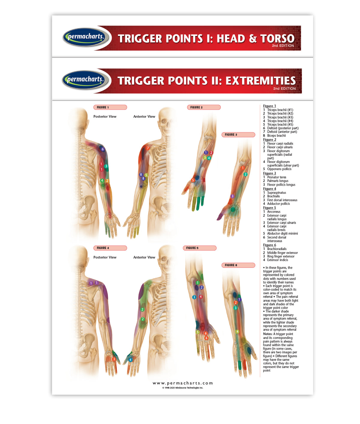 Trigger Points I & II Charts - Acupuncture Quick Reference Guides ...