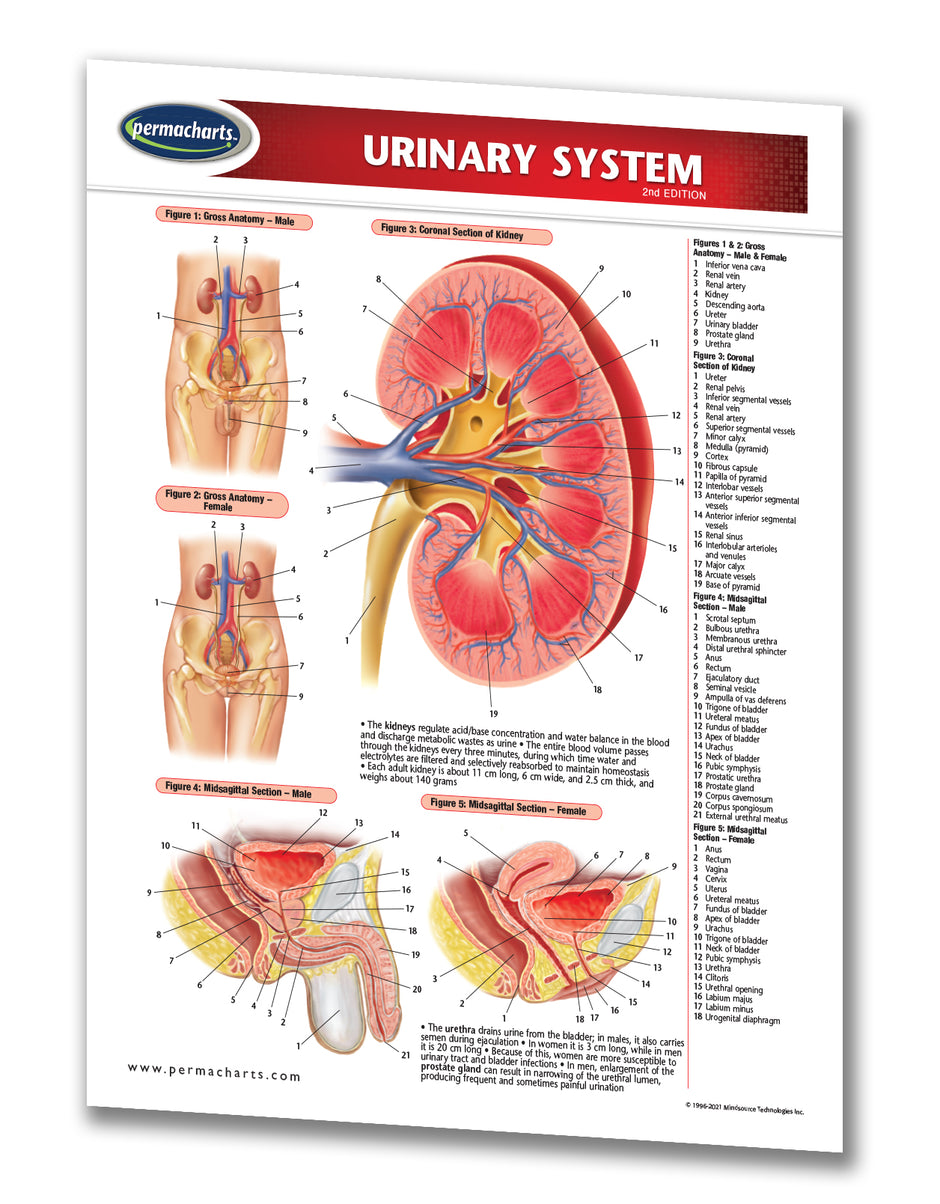 Urinary System Chart - 2-page Laminated Quick Reference Guide ...