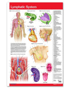 Lymphatic System Poster - 24" x 36" Laminated Quick Reference Chart ...