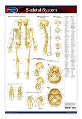 Skeletal System Poster - 24" x 36" Laminated Quick Reference Chart ...
